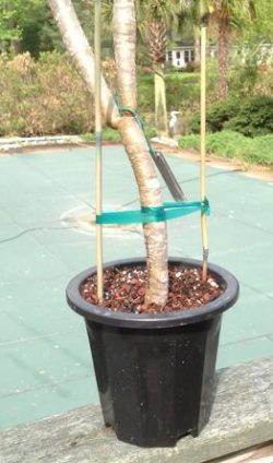 Plumeria Pot Rooting Instructions | Plumeria Resources | Atkinson Plumeria