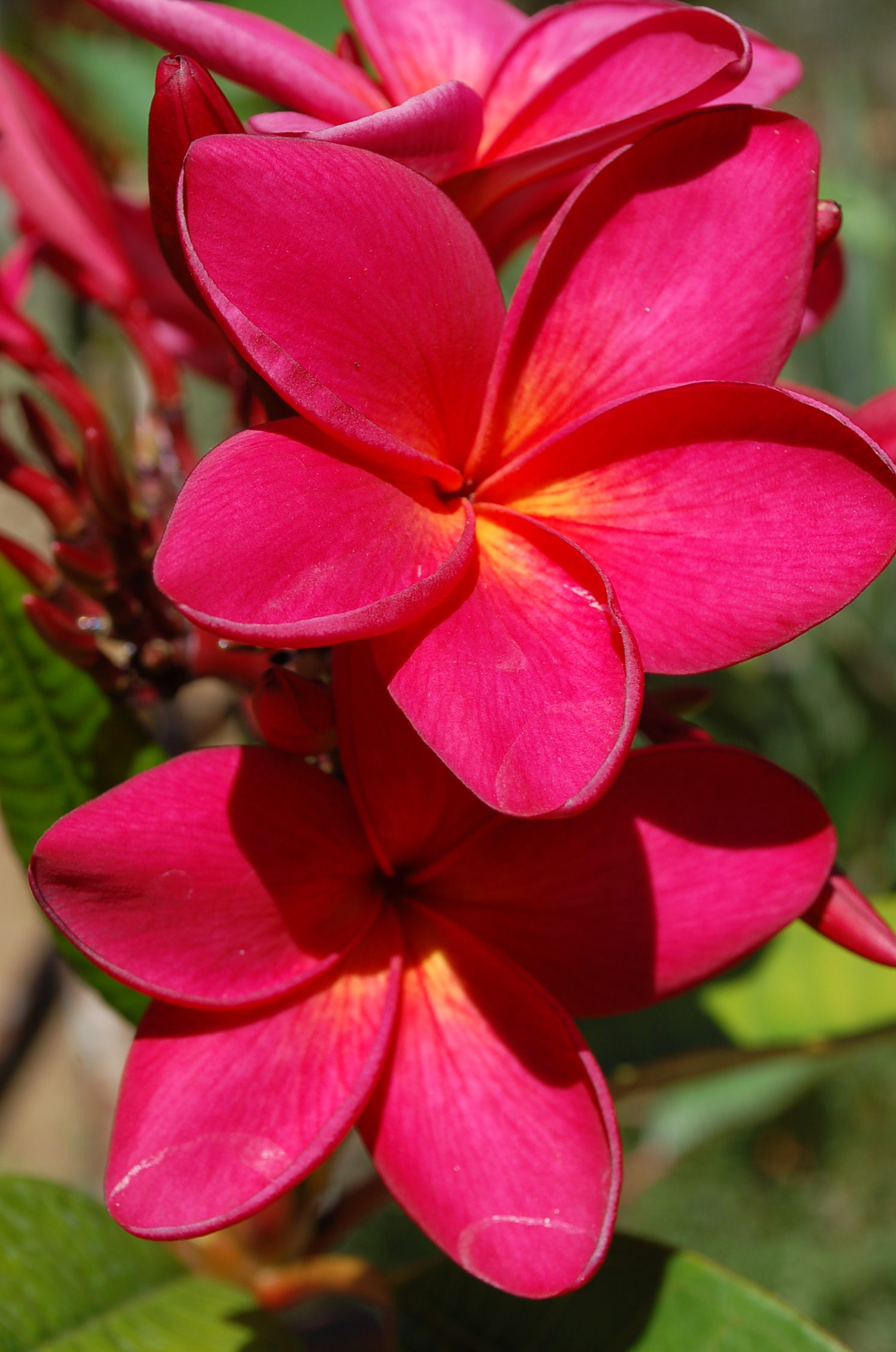 Plumeria Growing Basics | Plumeria Resources | Atkinson Plumeria